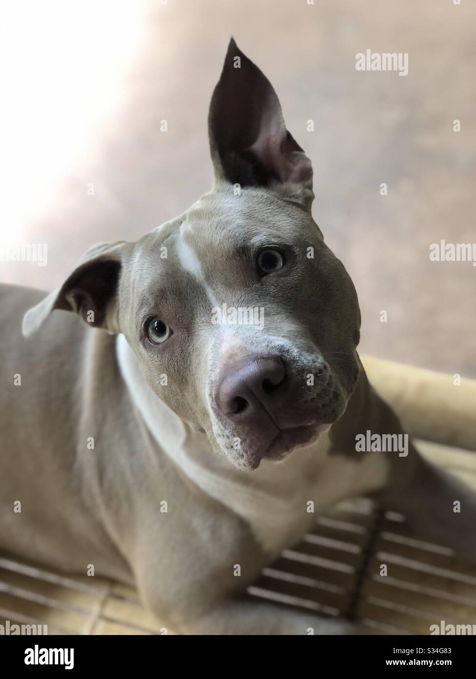 Pitbull Terrier Americano De Nariz Azul Hembra