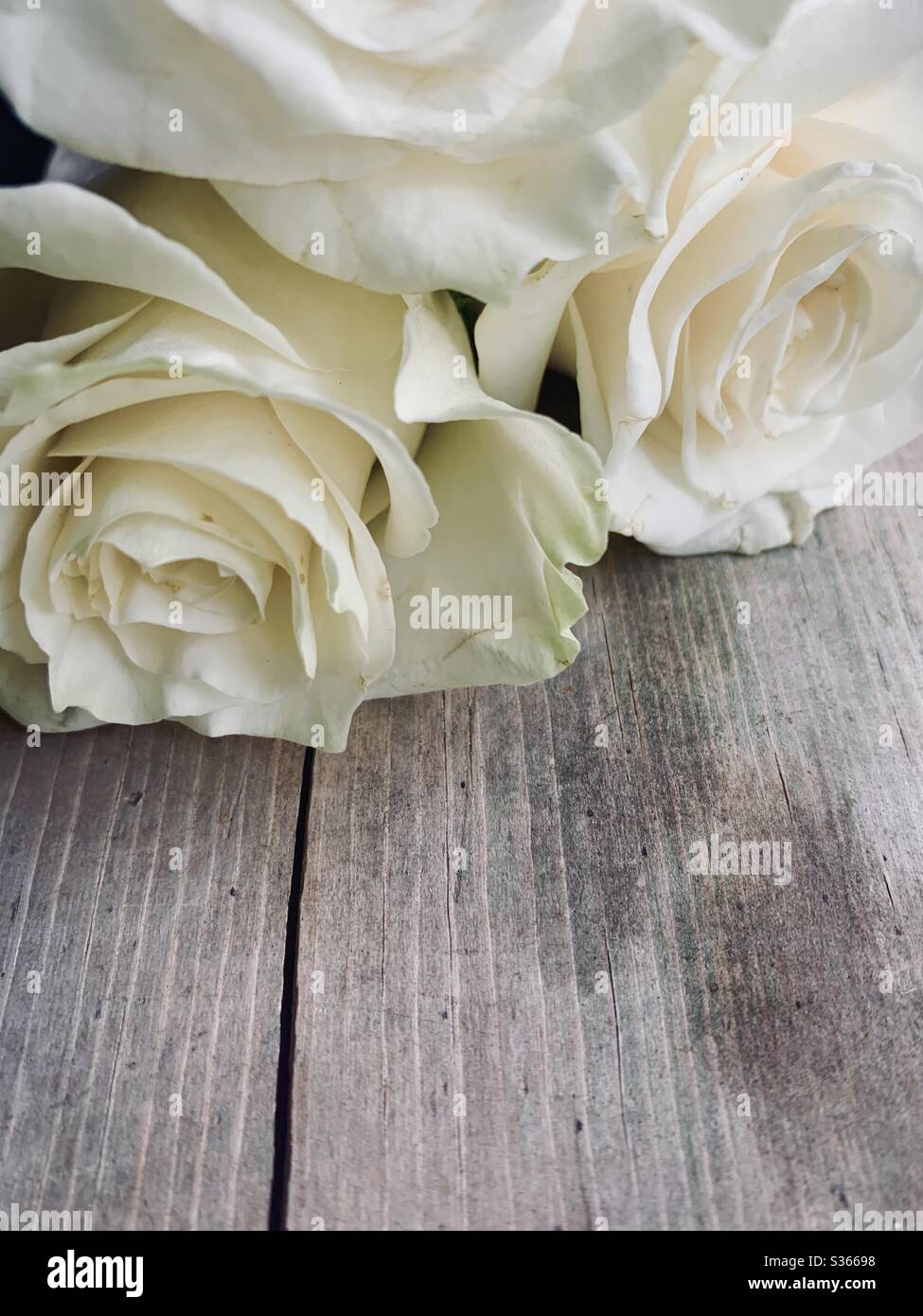 Tonos De Flores Rosas Y Crema.