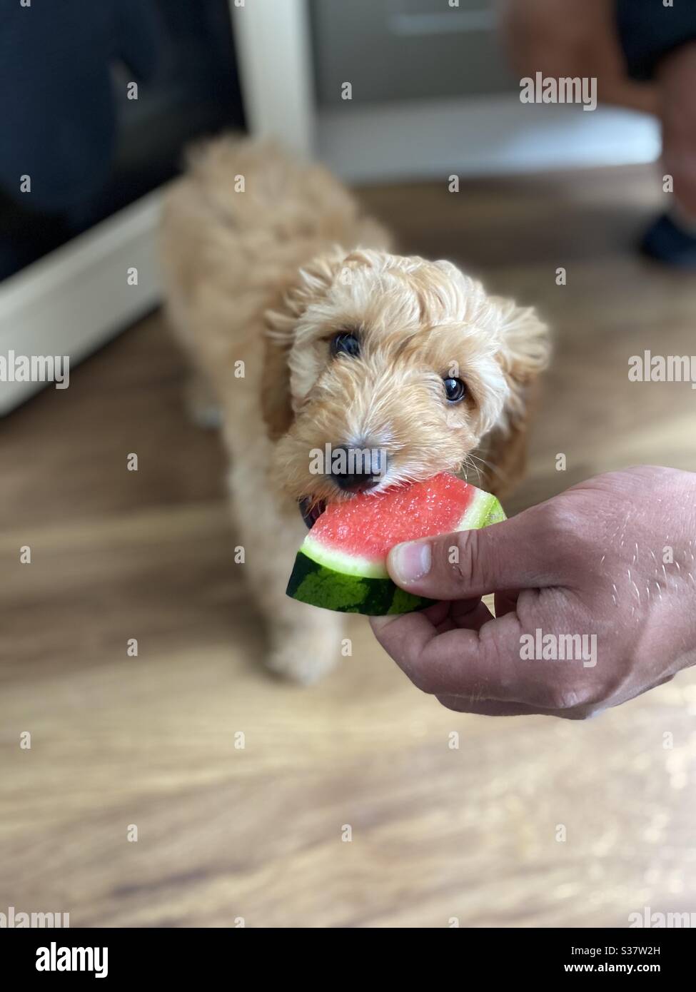 A Los Perros Les Gusta La Sandia
