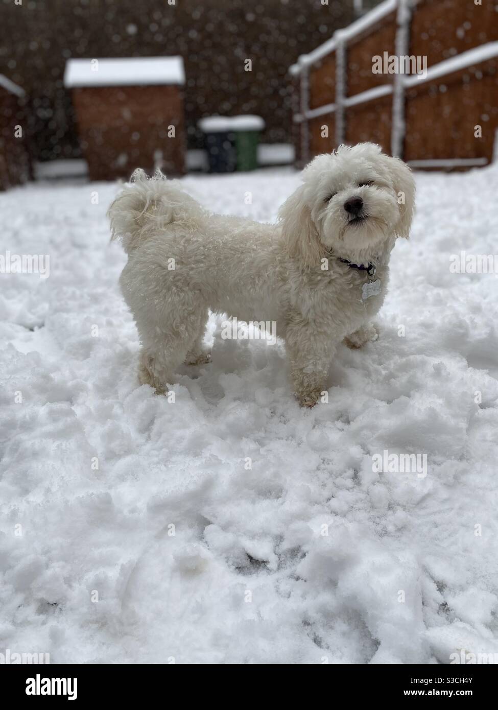 Hacer Maltipoos Frios