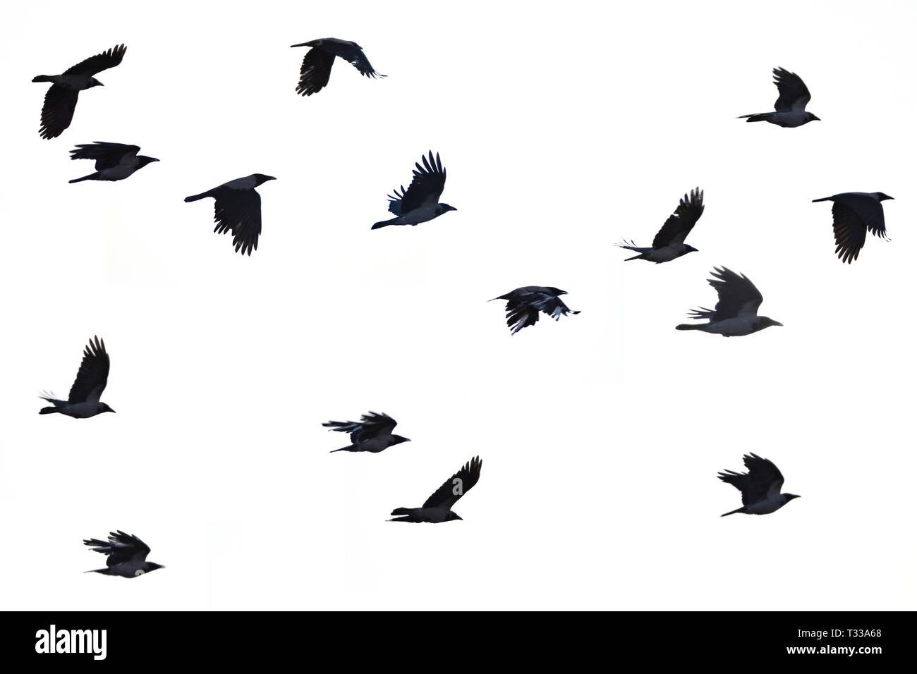 Dibujo De Cuervos Volando