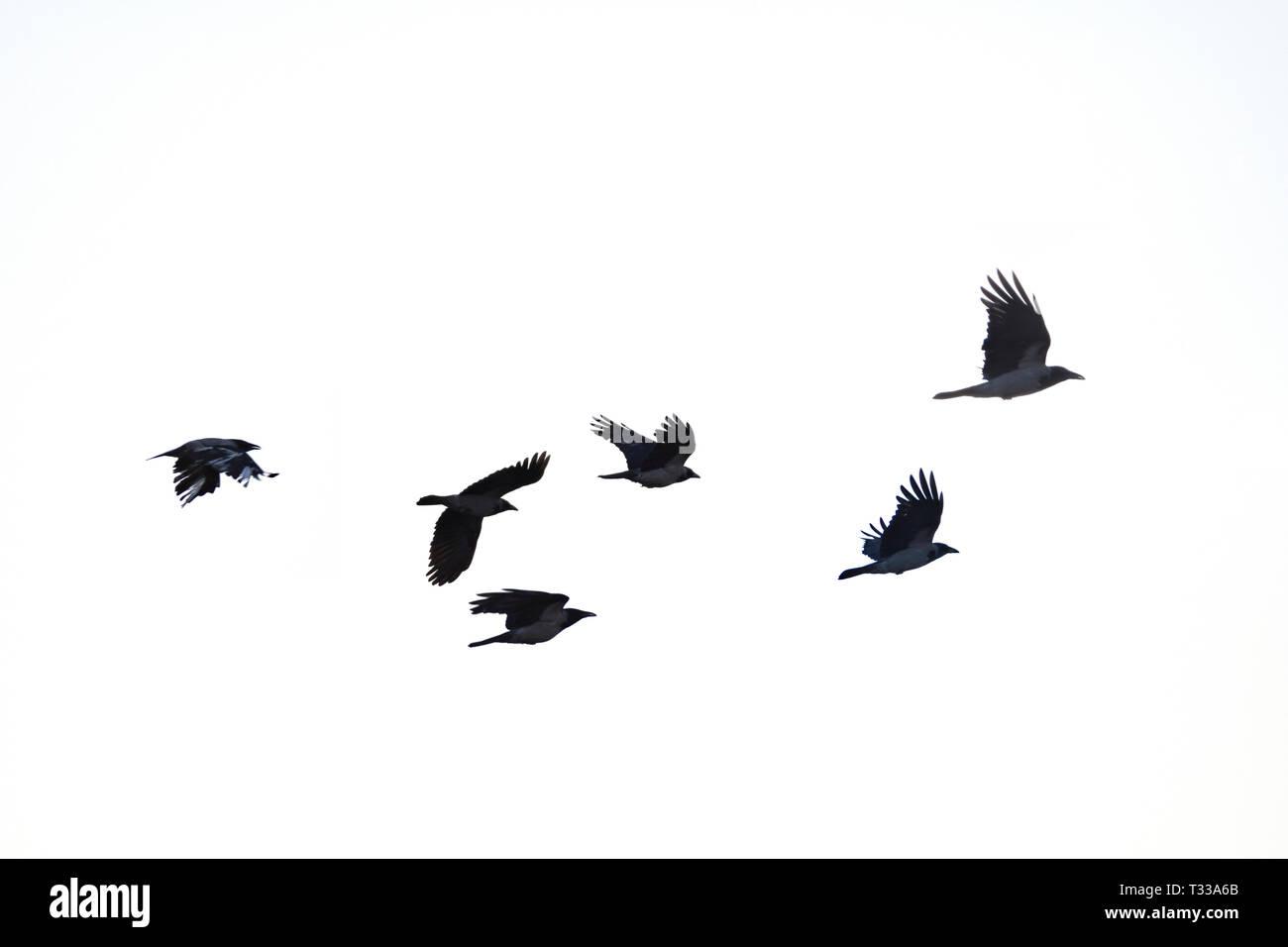 Dibujo De Cuervos Volando