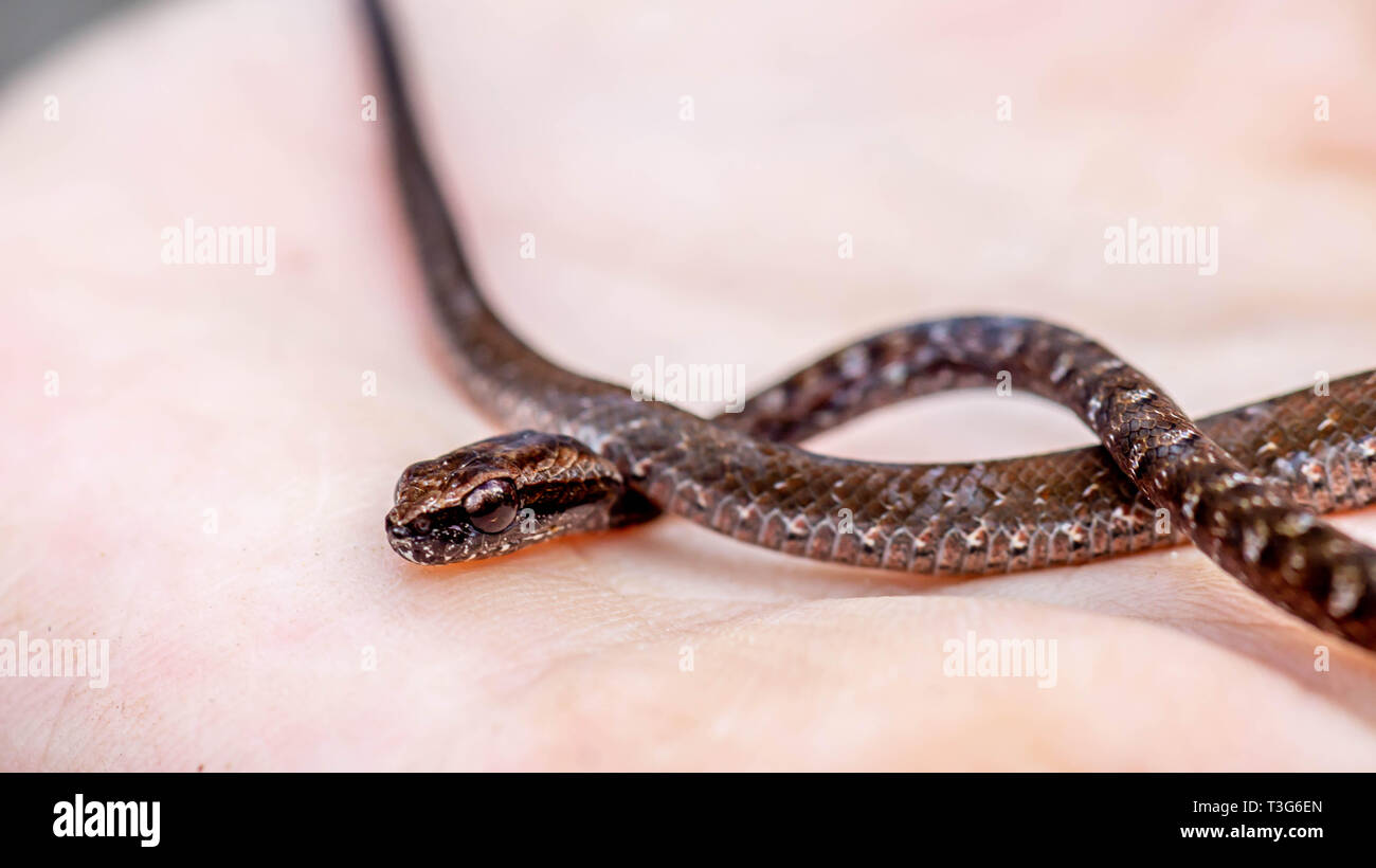 Serpiente Topo Bebé