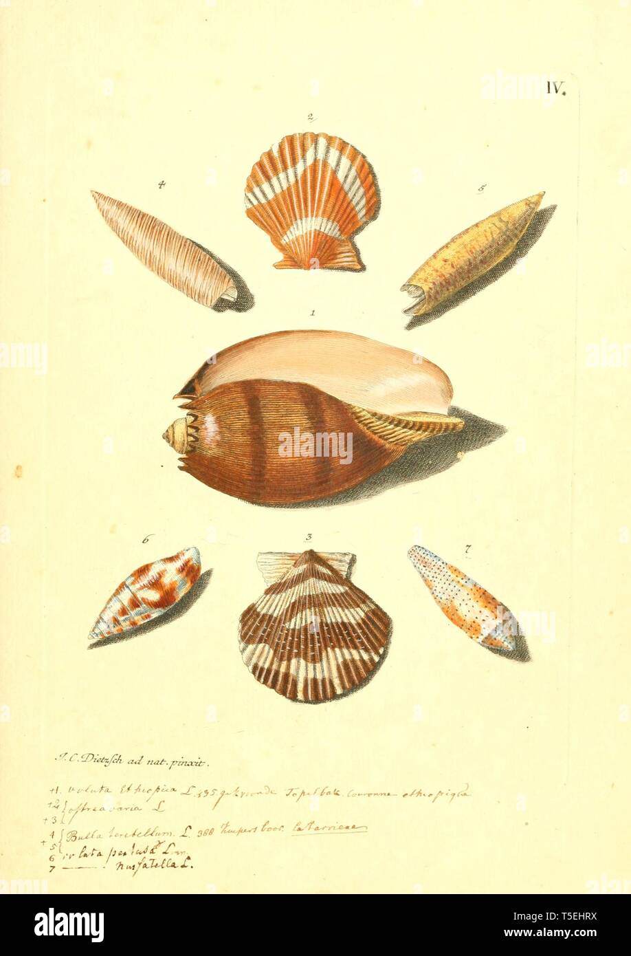 Hermoso vintage ilustraciones dibujadas a mano de exóticos arrecifes de ...