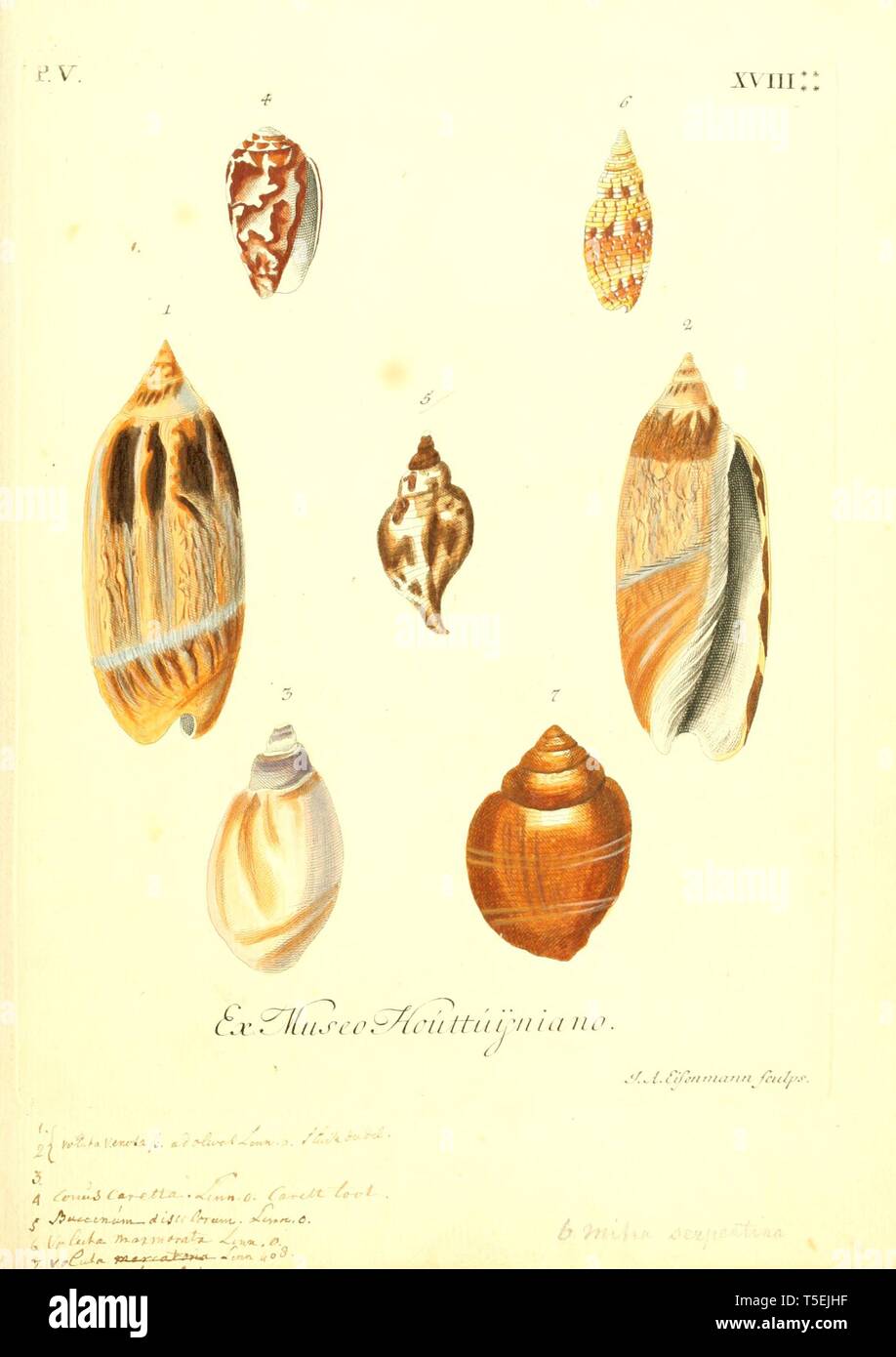 Hermoso vintage ilustraciones dibujadas a mano de exóticos arrecifes de ...