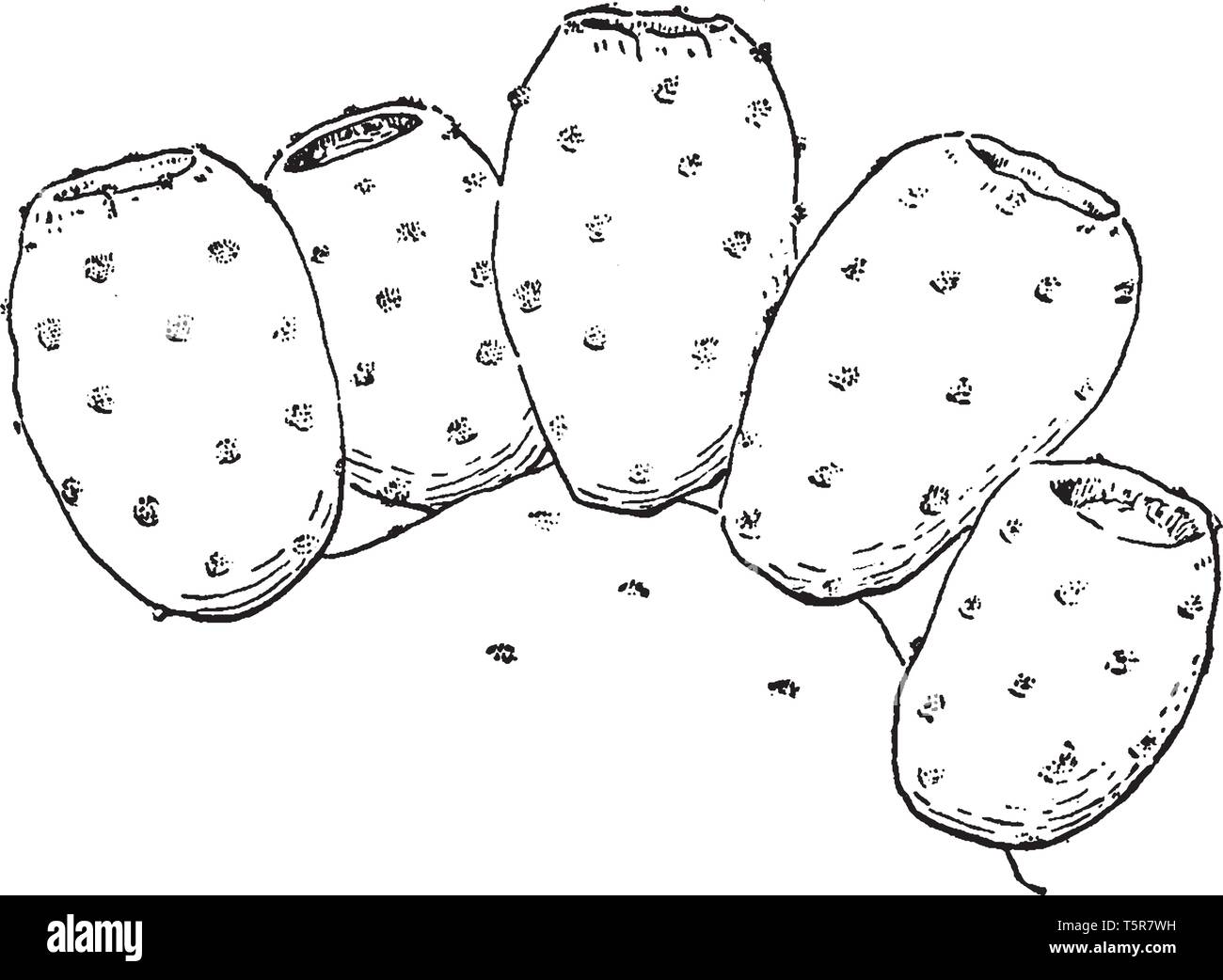 Dibujo De Flor De Cactus De Tuna