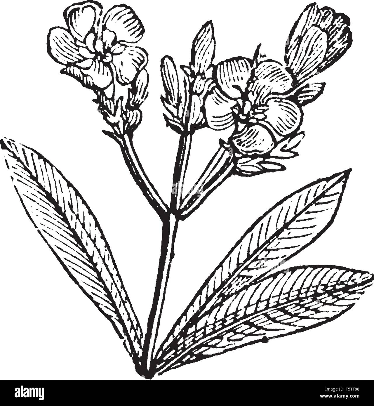 Dibujo De Flor De Adelfa Blanca