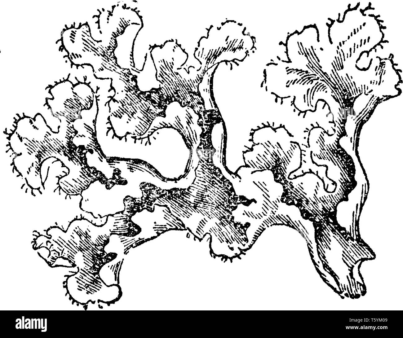 Diagrama De Liquenes