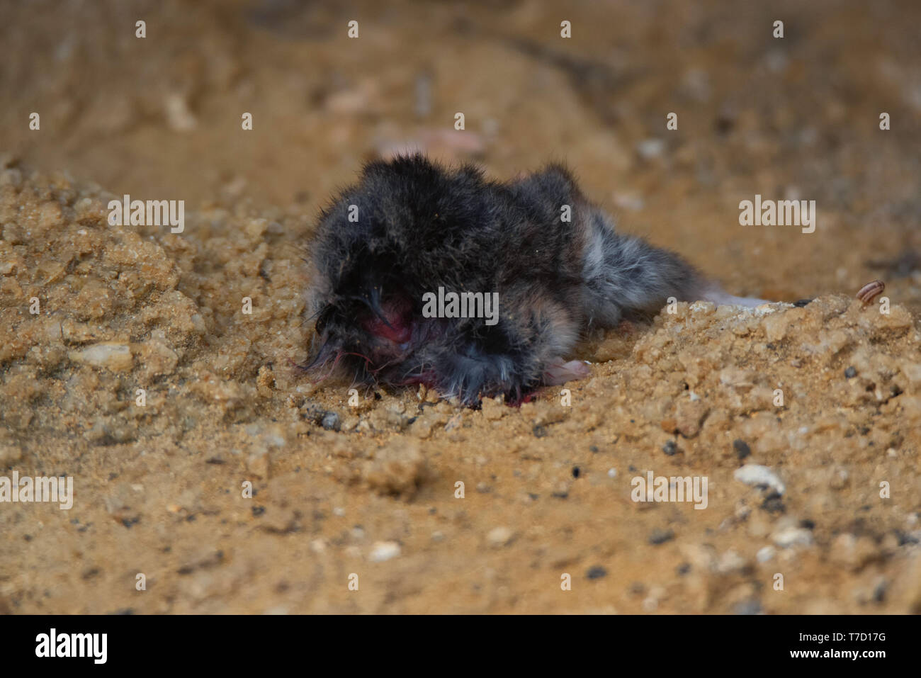 Rata muerta rock fotografías e imágenes de alta resolución - Alamy