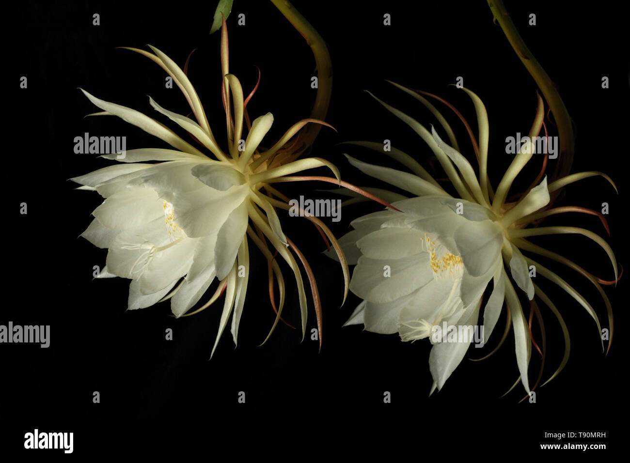 Pianta Del Fiore Della Luna