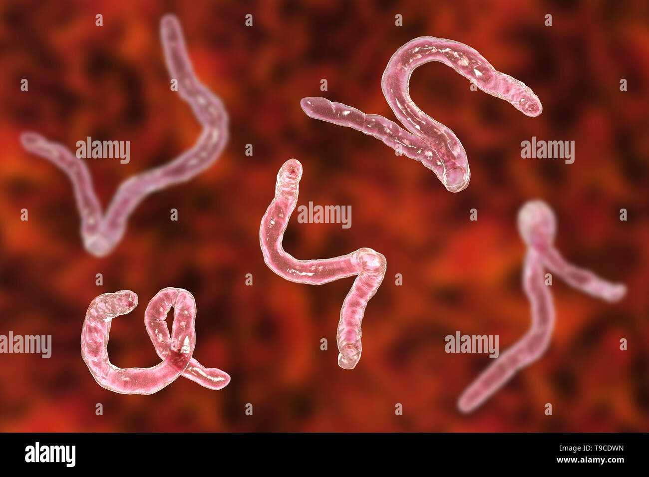 Ancilostomos No Estomago Humano