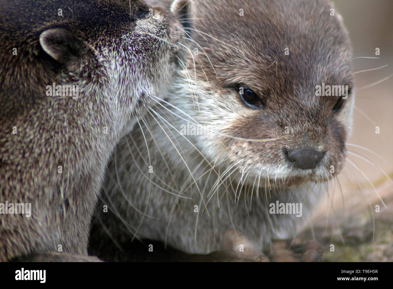 Nutria De Dibujos Animados Fotografías E Imágenes De Alta Resolución