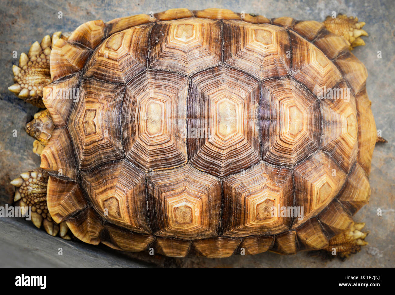 ESTRUCTURAS - Coggle Diagram