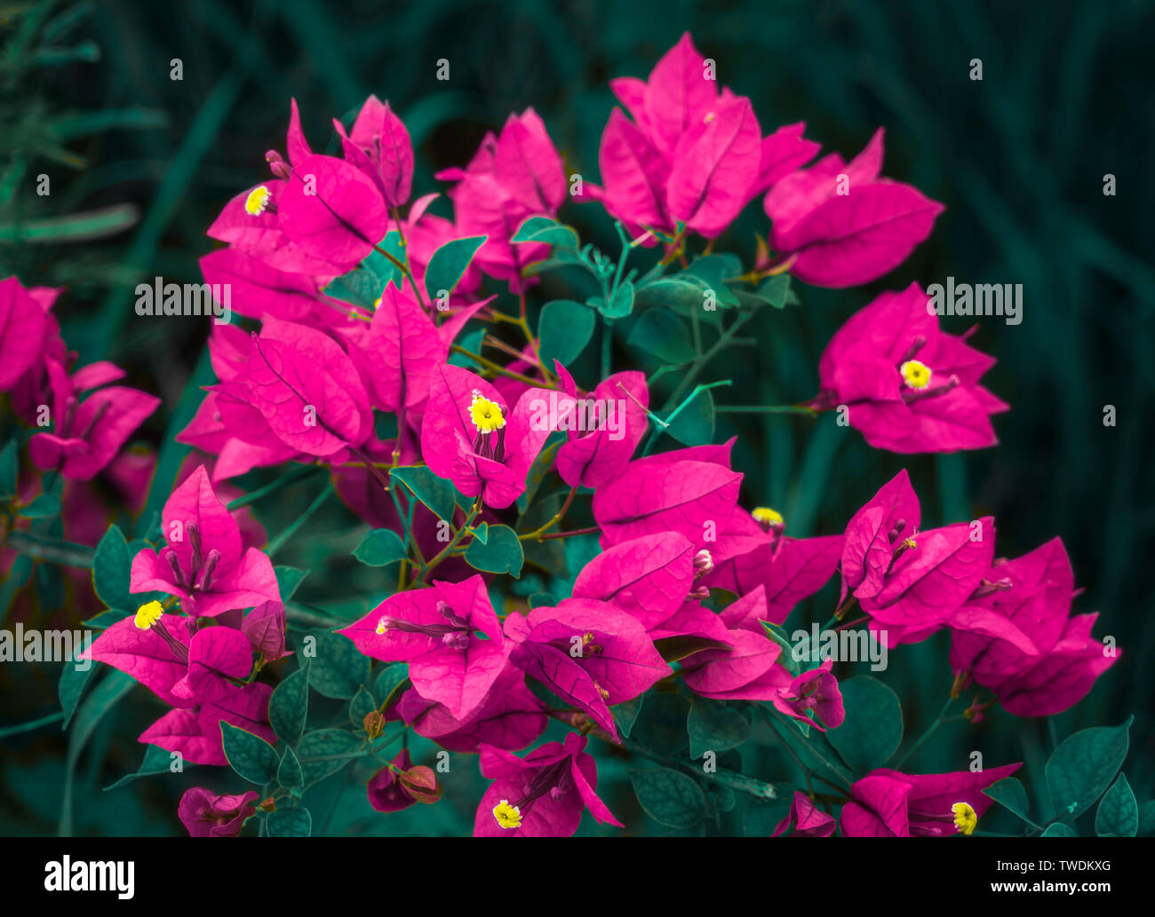 Flor De Santa Rita Fotos - FDPLEARN