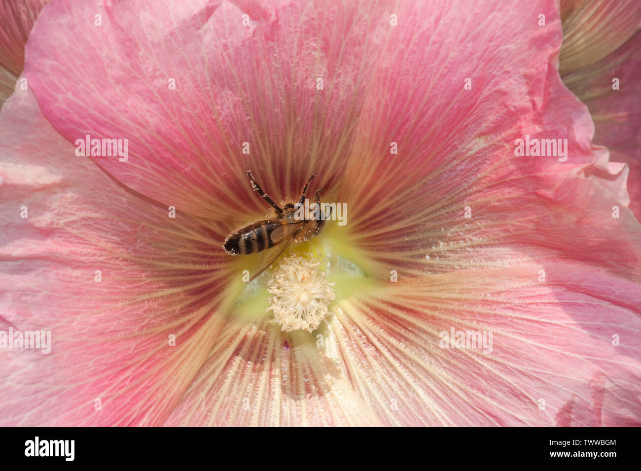 Alcea rosea y una abeja de miel, el común hollyhock, planta ornamental ... Alcea rosea y una abeja de miel, el común hollyhock, planta ornamental ...