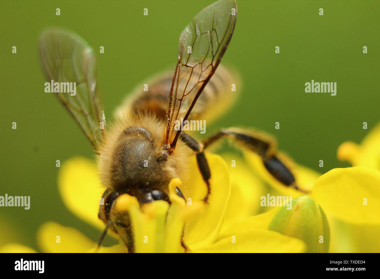 Abeja En Microscopio De Cerca