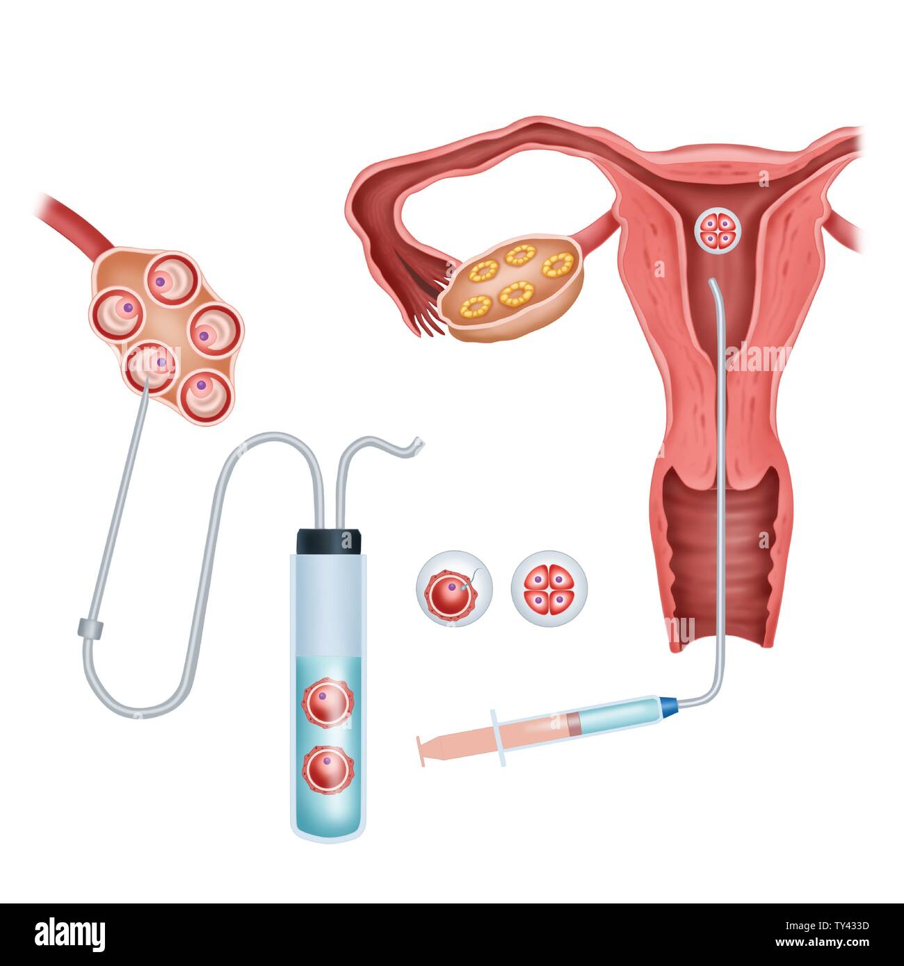 Obstetricia Imágenes Vectoriales De Stock Alamy