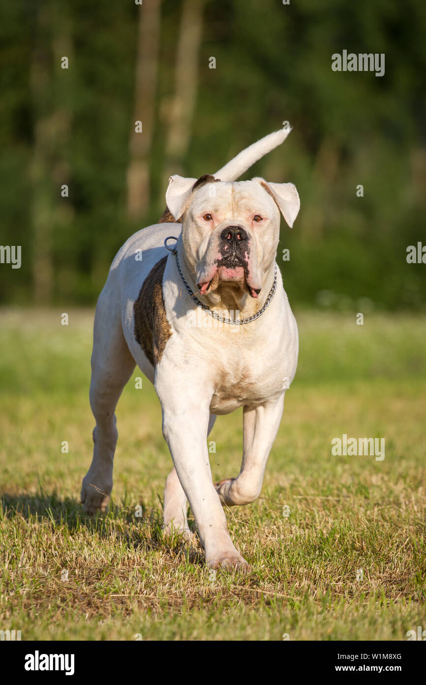 Muerden Los Bulldogs Americanos