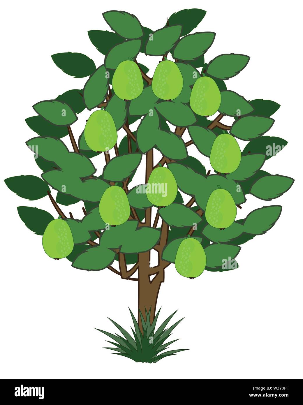 Arbol De Guayaba