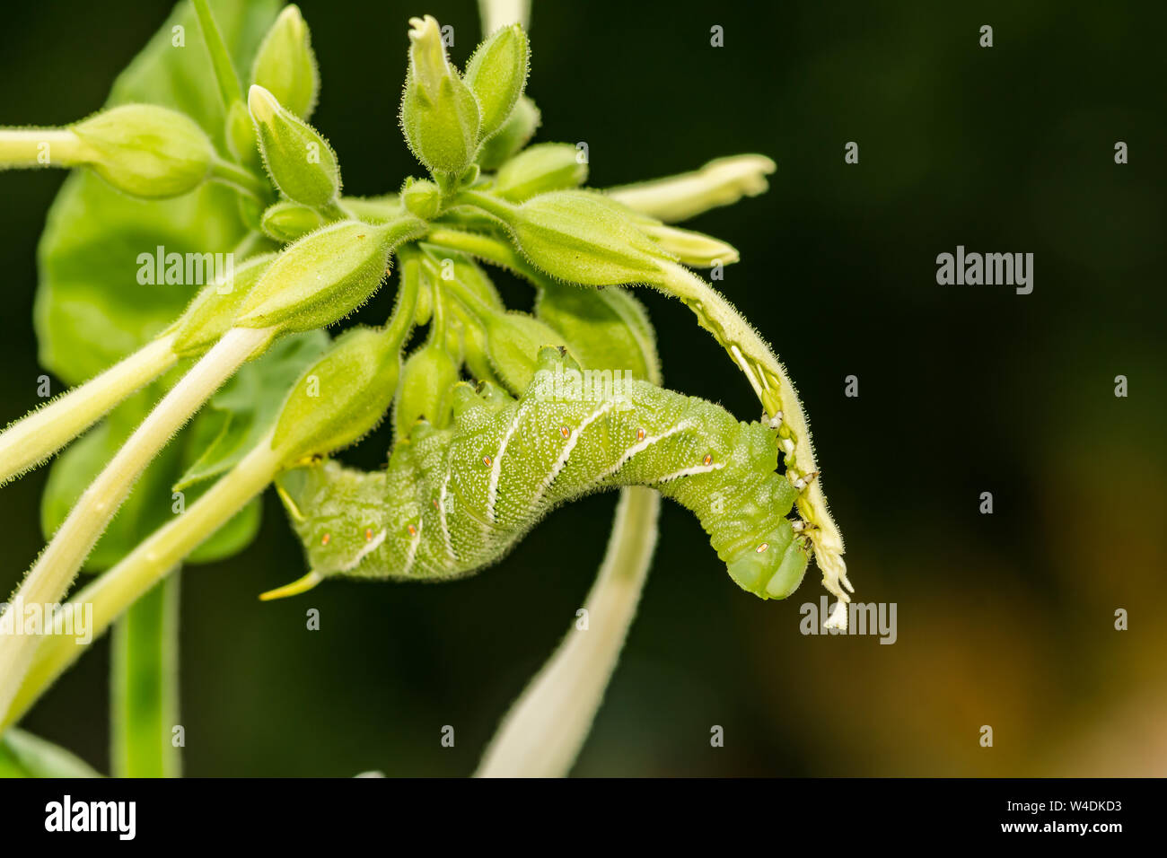 Goliath worm fotografías e imágenes de alta resolución - Alamy
