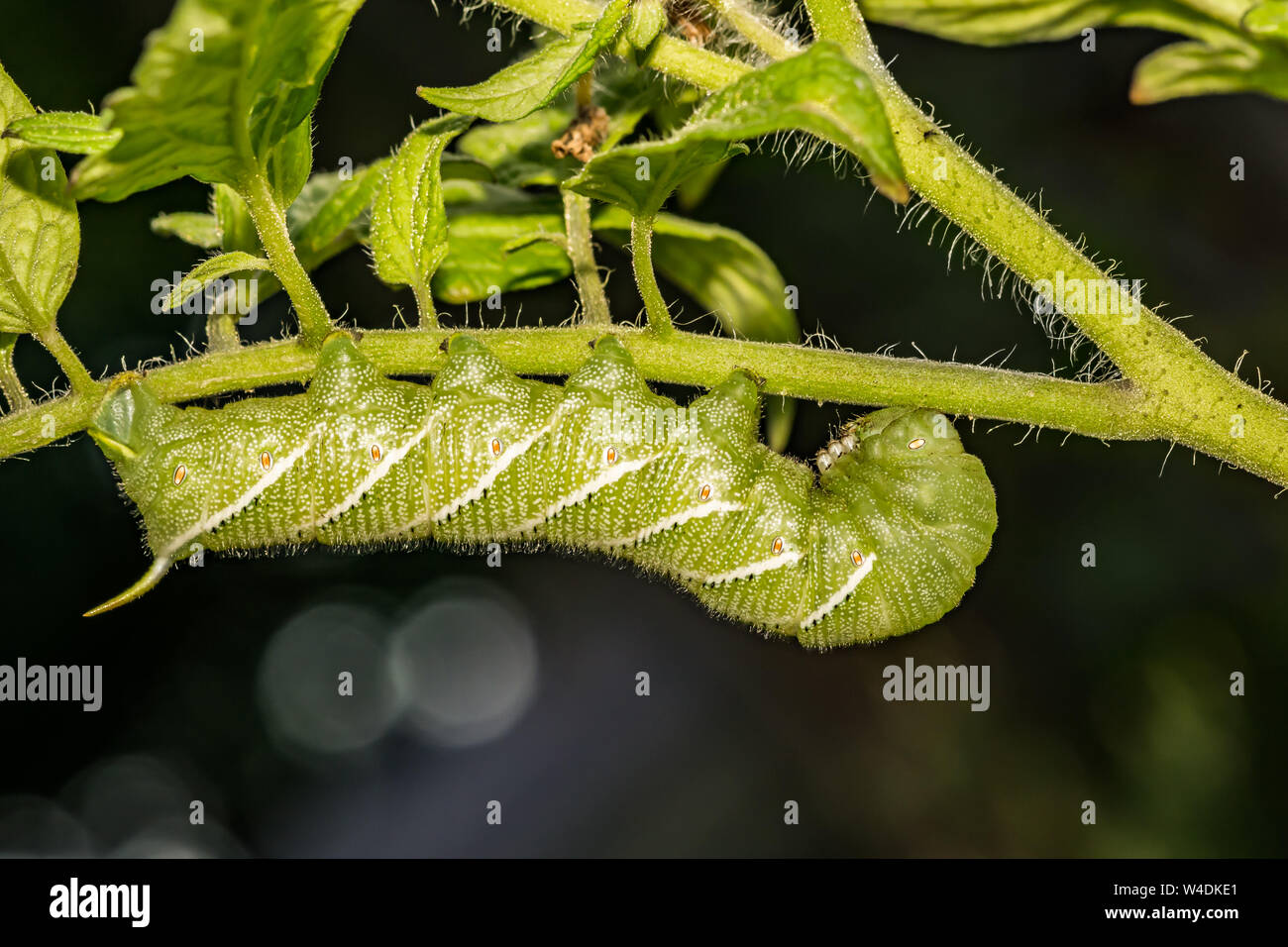 Goliath worm fotografías e imágenes de alta resolución - Alamy