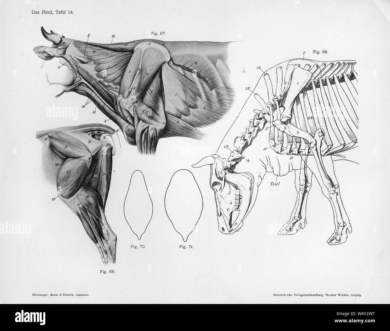 Anatomía de la vaca la musculatura Fotografía de stock - Alamy