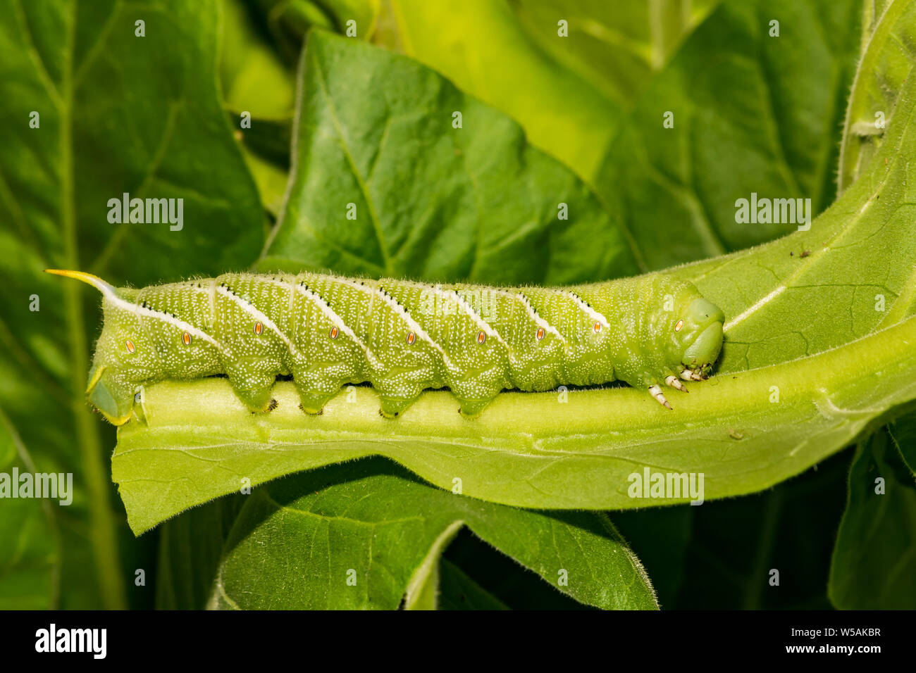 Goliath worm fotografías e imágenes de alta resolución - Alamy