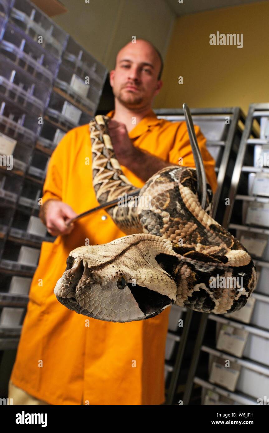 Tamanodelaviboradegabon