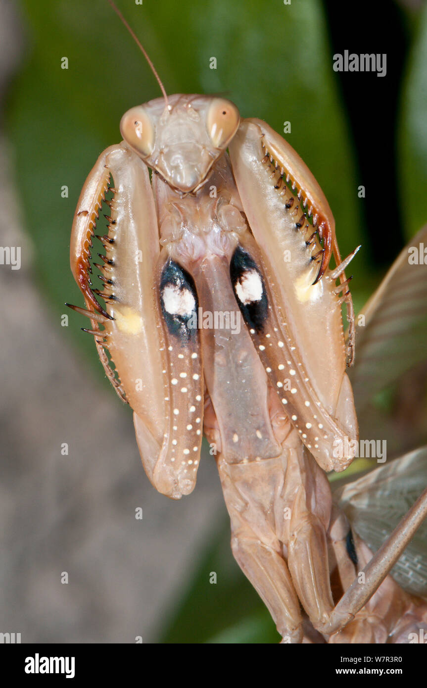 mantis I found while living in Utah. ID? : r/mantids