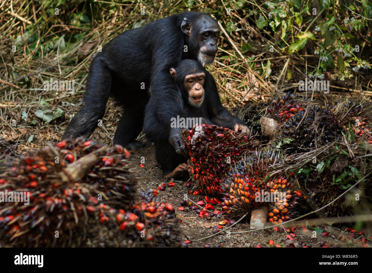 Cultivos Oleaginosos Fotografías E Imágenes De Alta Resolución Alamy