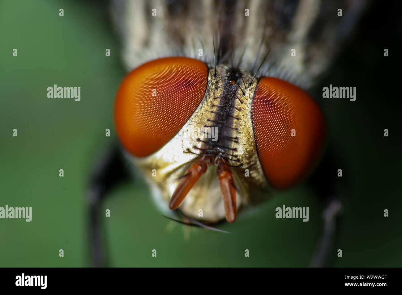 Diagrama De Ojo De Insecto