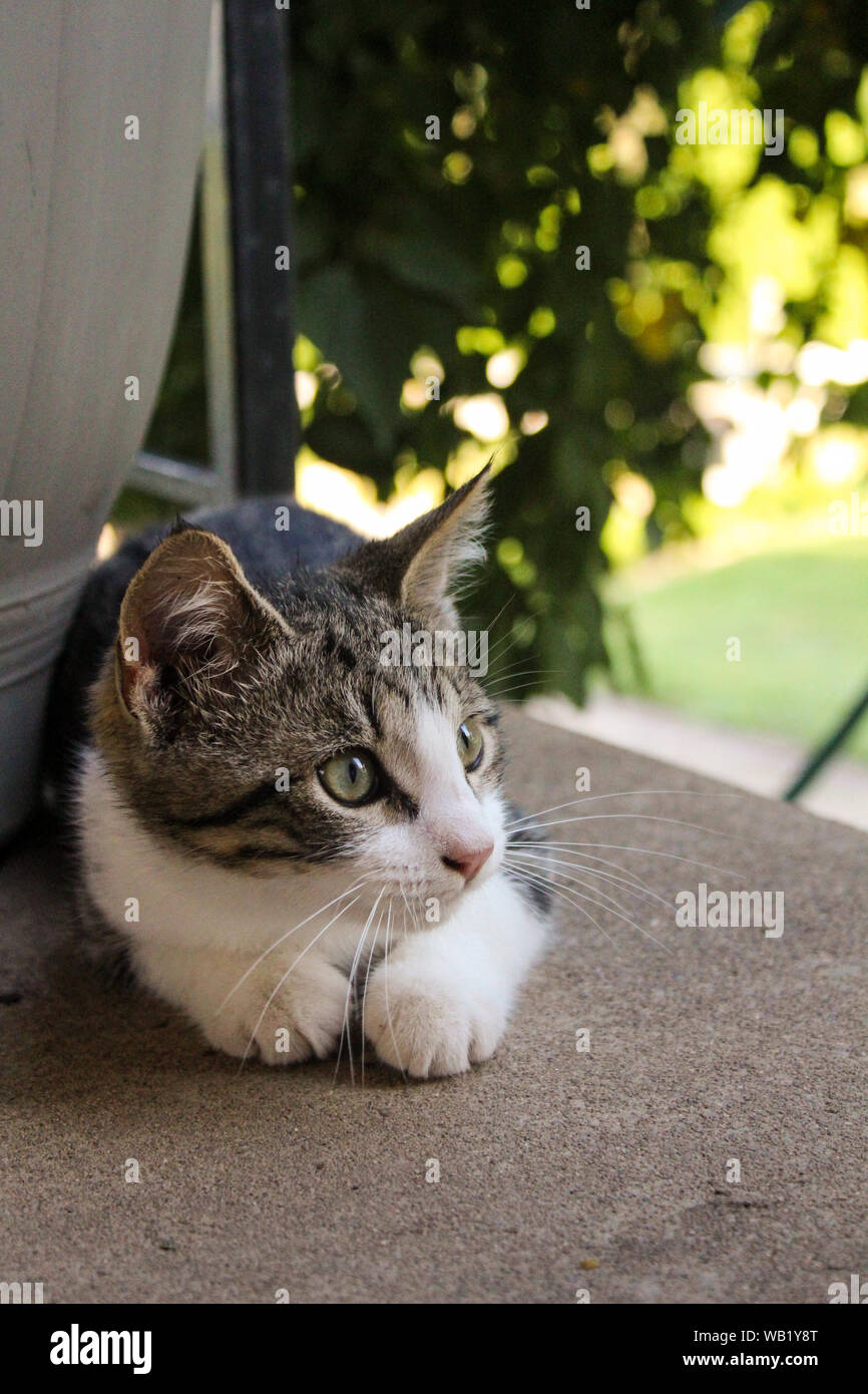 Gato con cola rayada fotografías e imágenes de alta resolución - Alamy