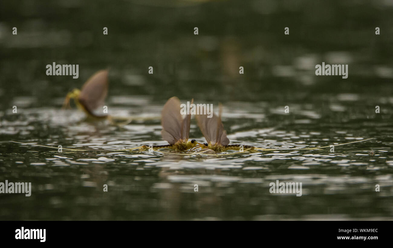 Naturaleza Animales Insectos Agua