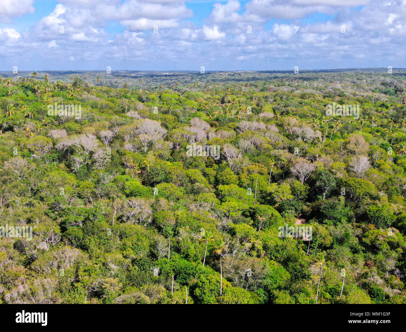 Vista aérea de la selva tropical, la selva en Praia do Forte, Brasil ...