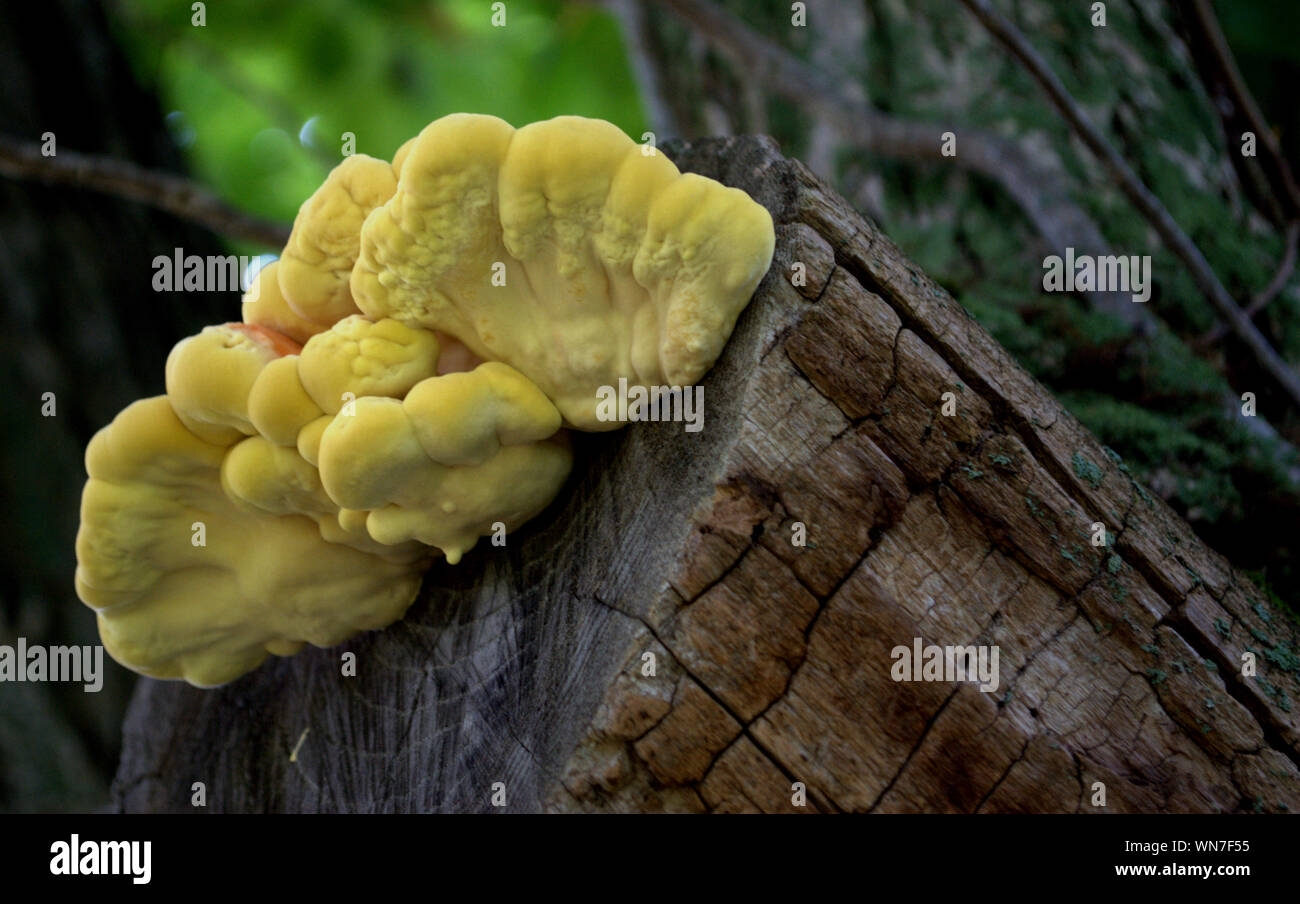 Hongos Esponja Amarillos