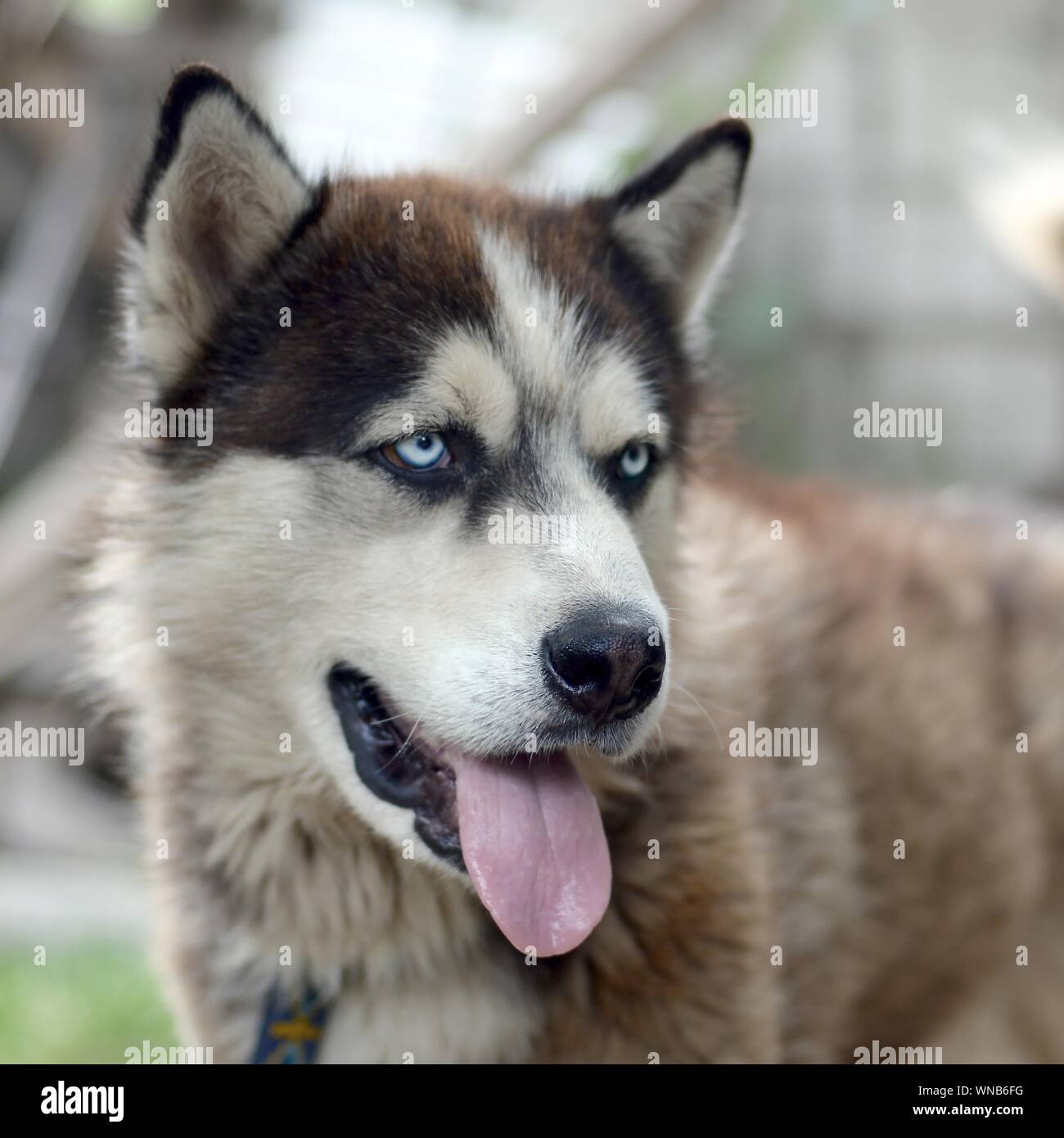 Son Los Malamutes De Alaska Perros Grandes