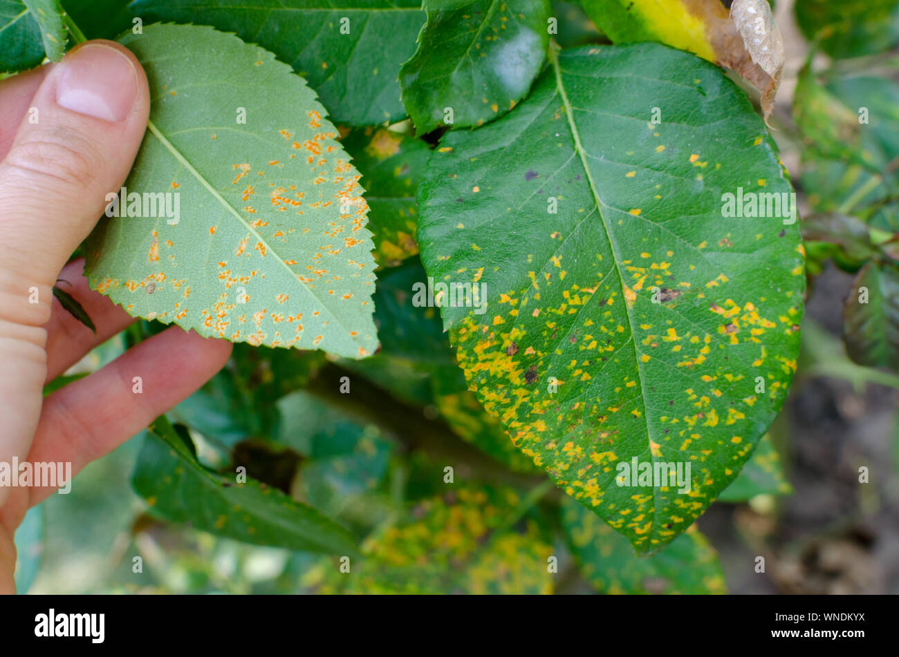 Hongo De La Roya Rosa Fotos e Imágenes de stock - Alamy