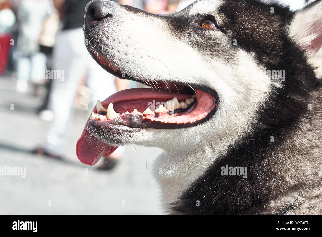 Malamute De Alaska Mueve La Cola