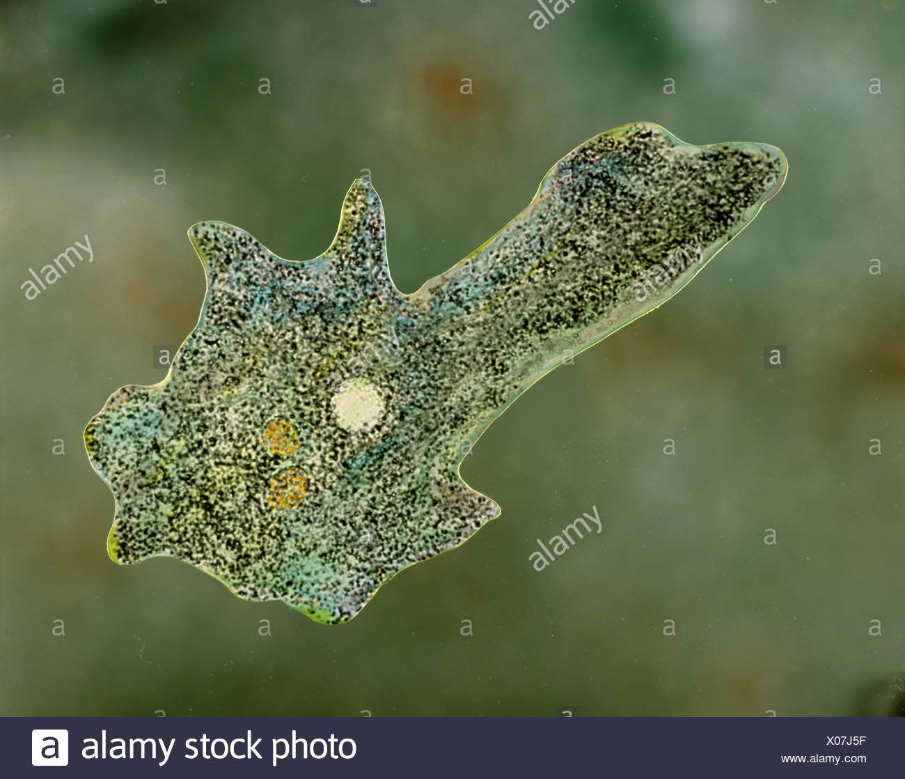 Como As Amebas Capturam Seus Alimentos - RETOEDU