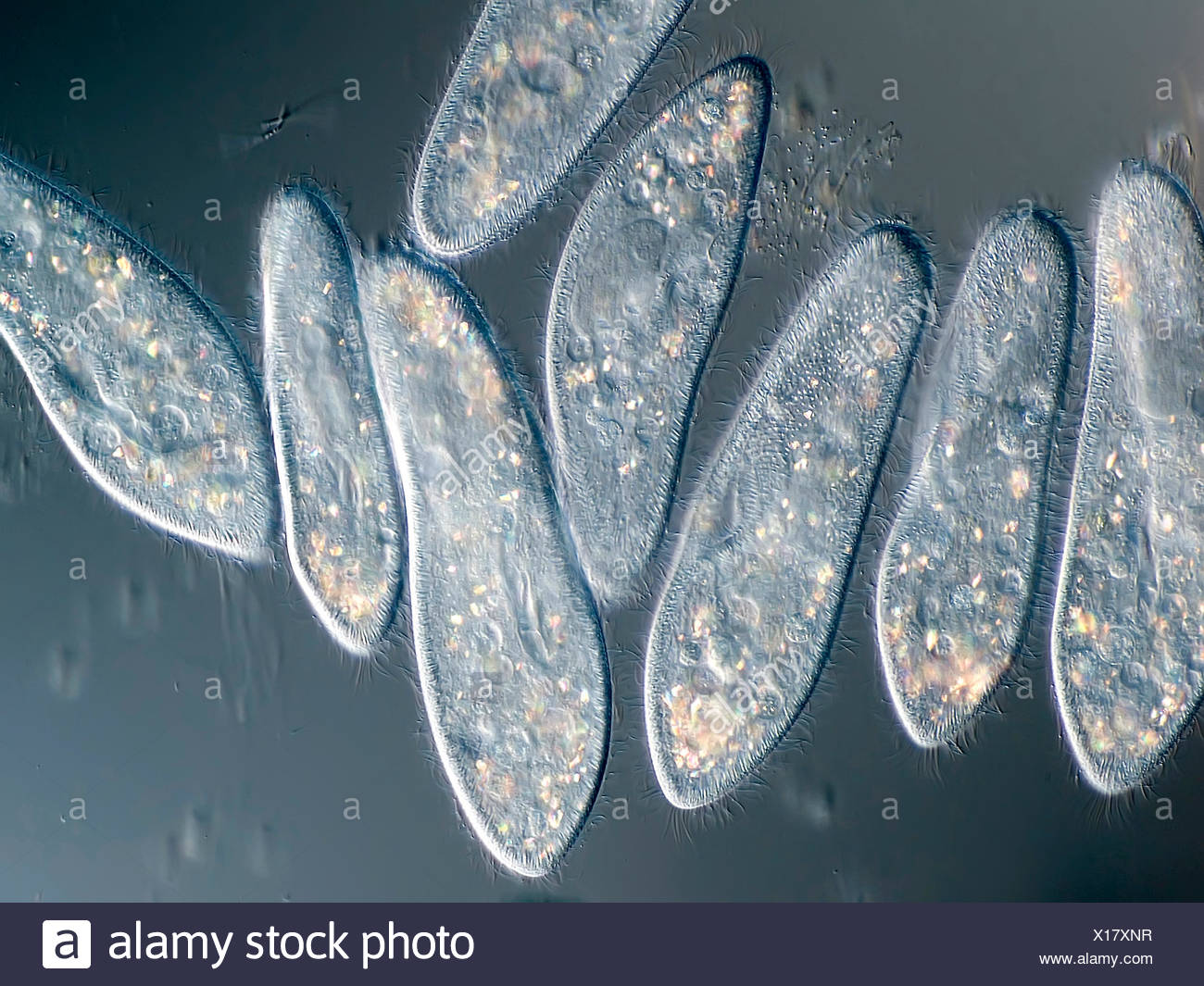 Microscopio Paramecio Rotulado