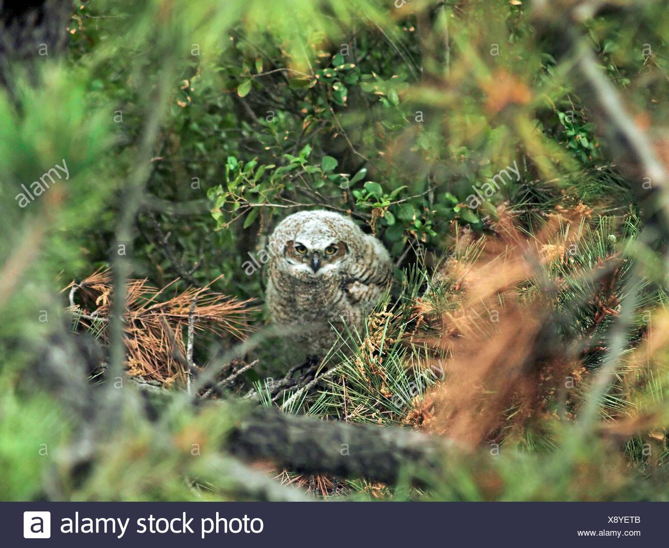 Cápsulas Reserva de la Biosfera La Campana Peñuelas: Camilo Miranda ...