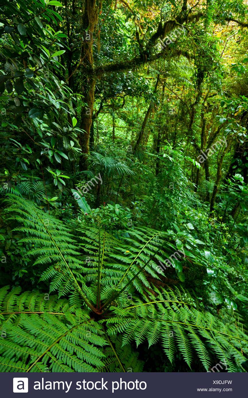 Helechos Arborescentes De Costa Rica - Citas Para Sexo En Galicia