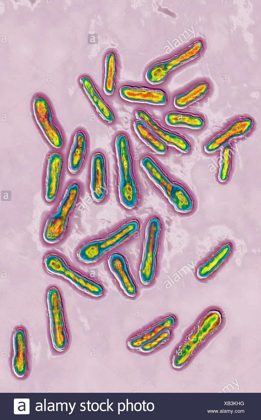 Clostridium Botulinum Imágenes De Stock And Clostridium Botulinum Fotos