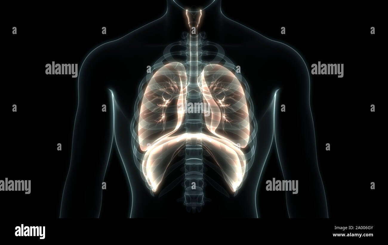 Anatomie du système respiratoire humain Photo Stock - Alamy