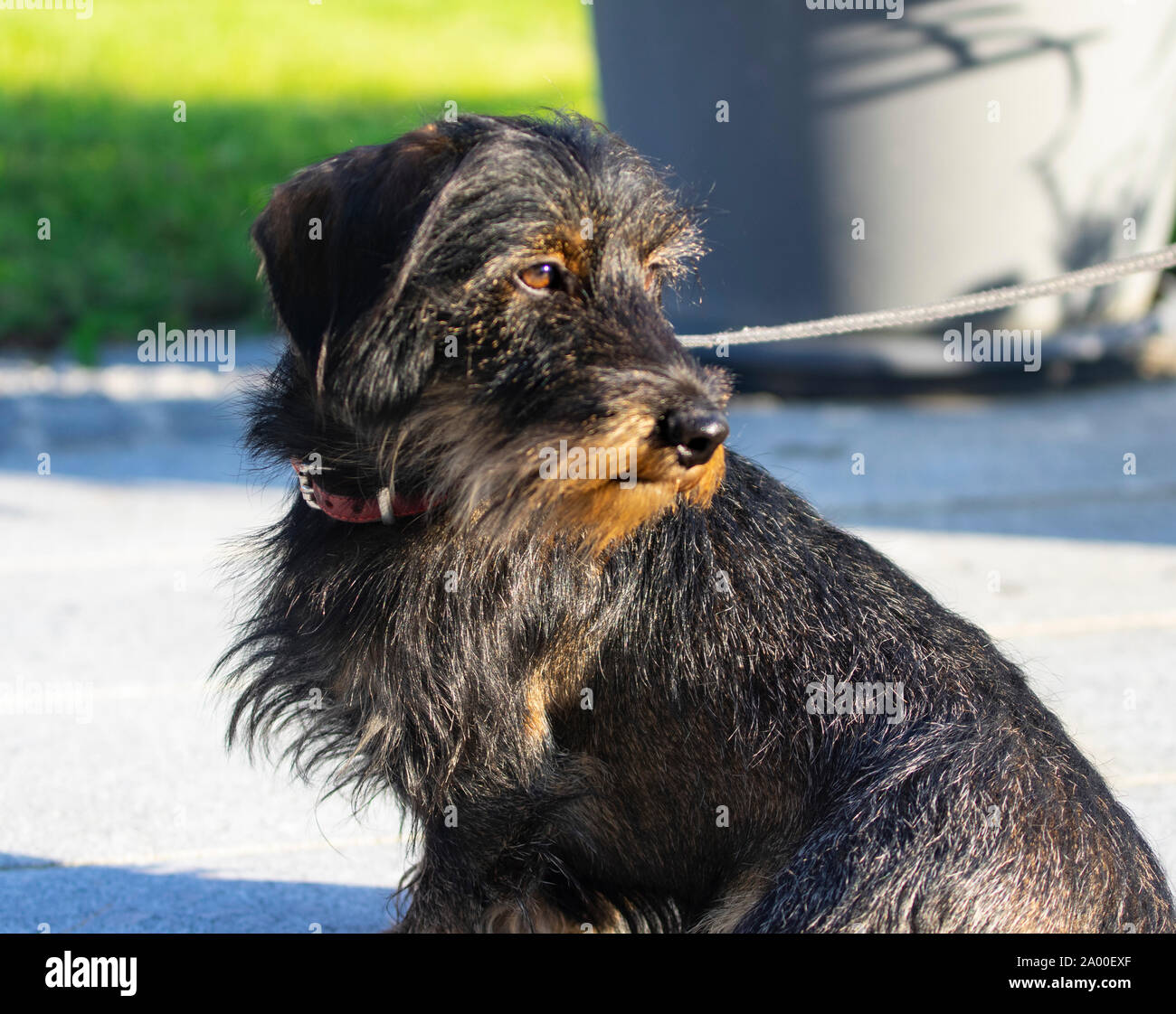 Teckel assis Banque de photographies et d’images à haute résolution - Alamy