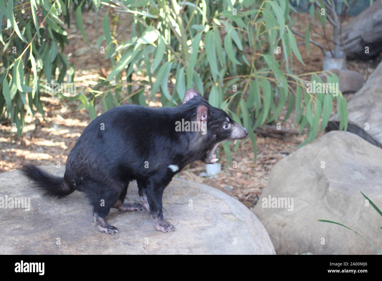 Taz tasmanian diable Banque de photographies et d’images à haute ...