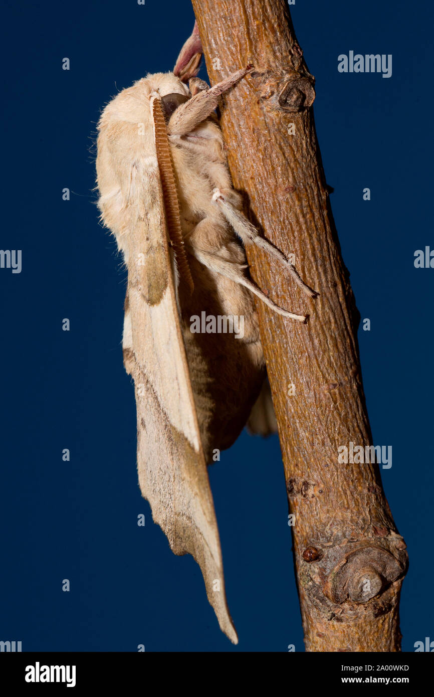 Marumba quercus Banque de photographies et d’images à haute résolution ...