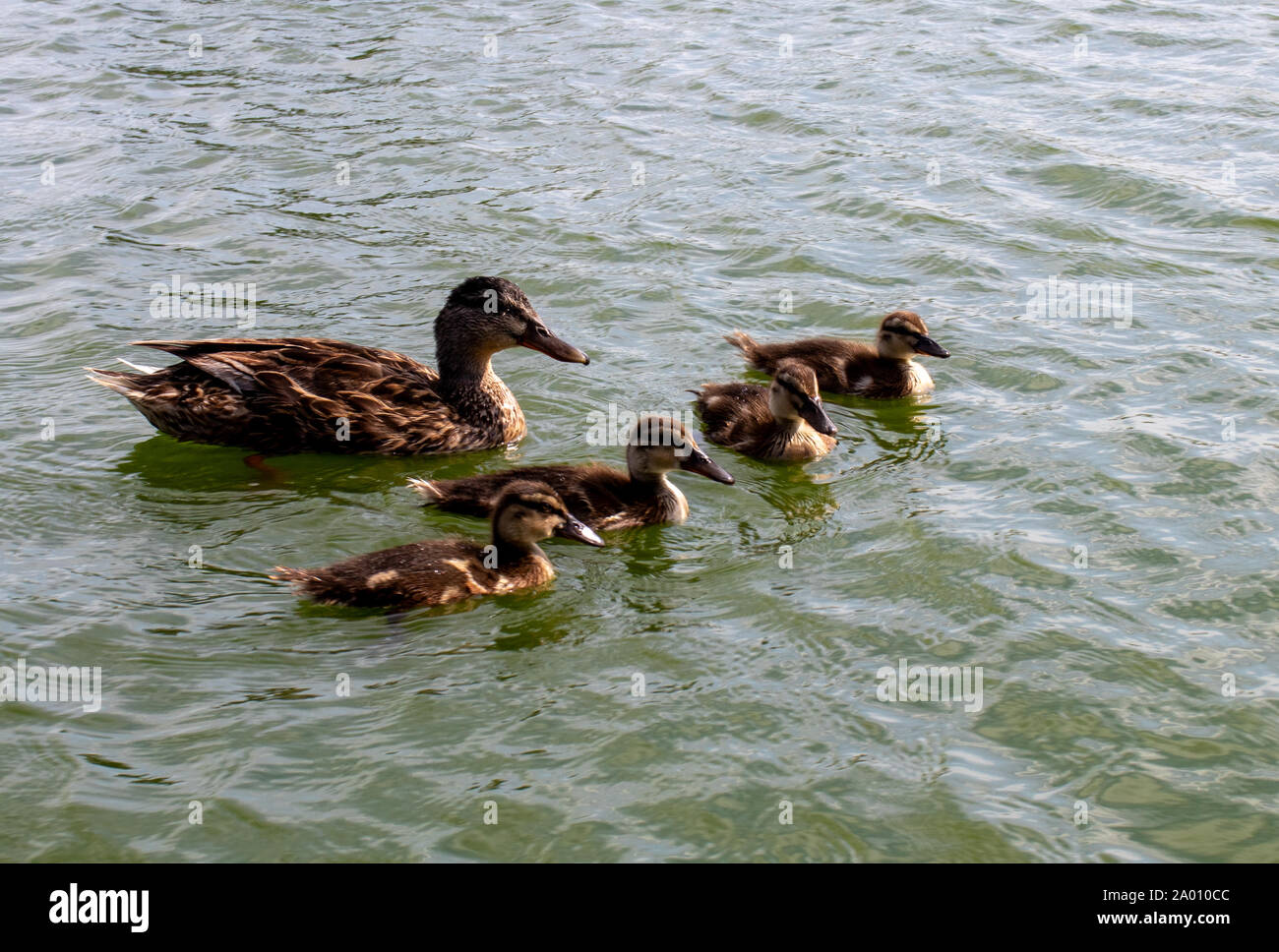 Maman canard avec des canetons Banque de photographies et d’images à ...