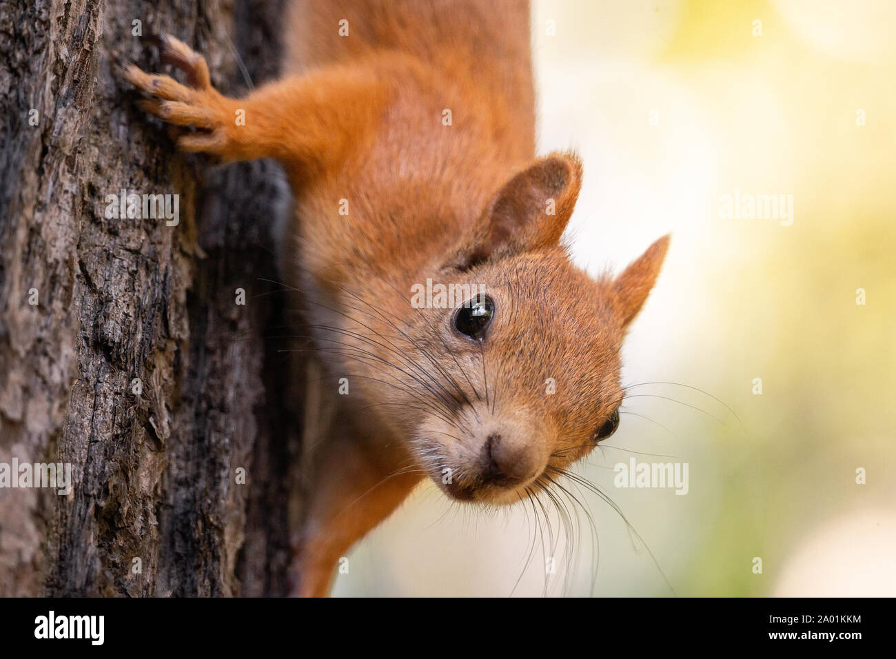 L'écureuil roux, Sciurus vulgaris, Cute arboricoles, rongeurs omnivores ...
