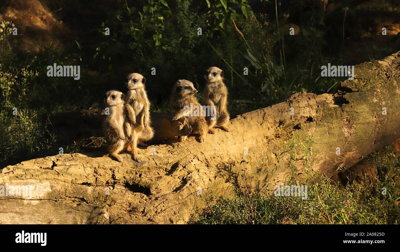 Suricate funny Banque de photographies et d’images à haute résolution ...